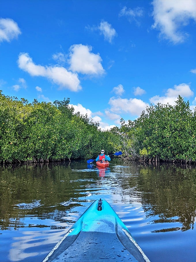 Kayakers glide through mangrove tunnels near the preserve, where the boundary between water and land blurs into a perfect aquatic maze.