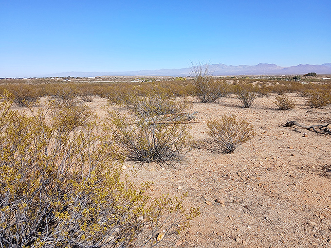 The surrounding scrubland might look ordinary, but it's teeming with desert wildlife &ndash; jackrabbits, roadrunners, and coyotes call this home.