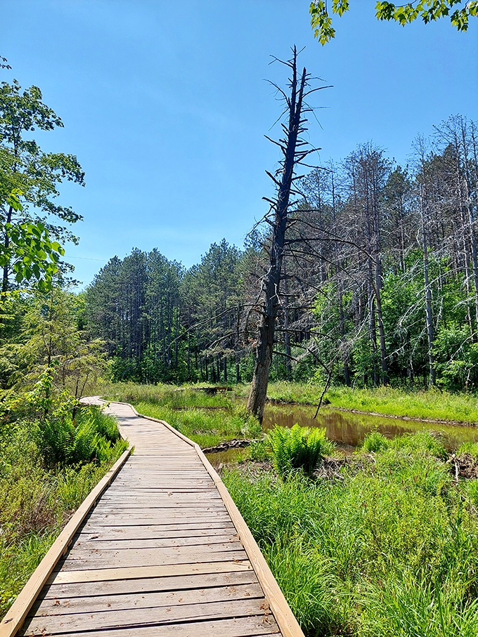 Another boardwalk treasure&mdash;where wetland wonders await curious explorers. That lone sentinel tree has seen more wildlife secrets than any naturalist.