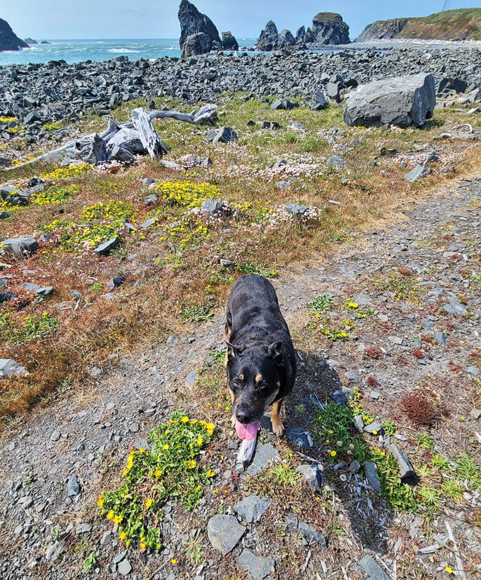 Even four-legged hikers appreciate Tolowa's rugged beauty. Dogs understand the joy of discovery without needing to post about it.