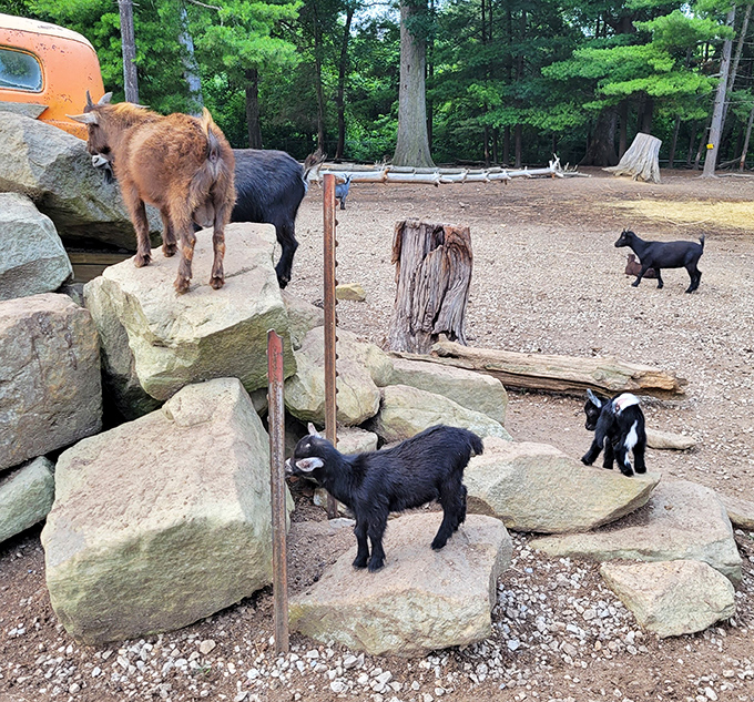 The goat committee welcomes you to their rocky kingdom. These aren't just farm animals&mdash;they're the unofficial greeters of the Olde Dutch experience.