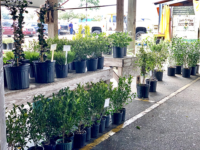 The plant section offers instant gardening gratification. No green thumb required &ndash; just bring home these ready-to-thrive specimens and watch your yard transform.