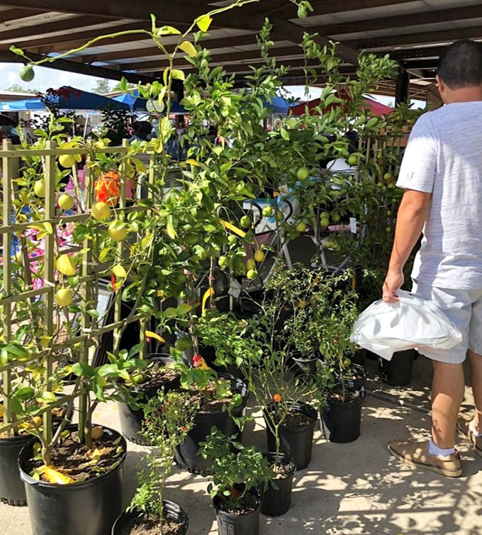 Portable garden paradise for plant parents. That citrus tree might just be the beginning of your backyard orchard empire&mdash;one bargain at a time.