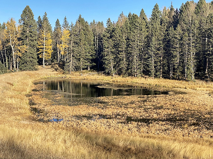 Autumn's golden touch transforms this pond into a mirror for the surrounding splendor. Nature showing off its Instagram skills.