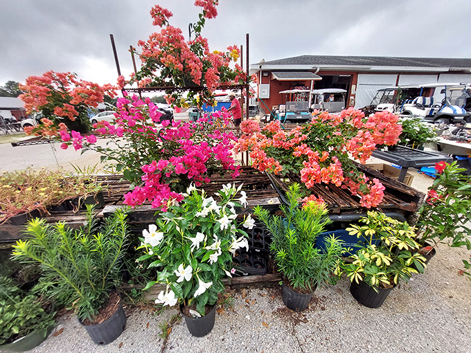 Florida's natural beauty for sale! These vibrant potted plants bring instant tropical charm to any porch or patio without requiring a green thumb.