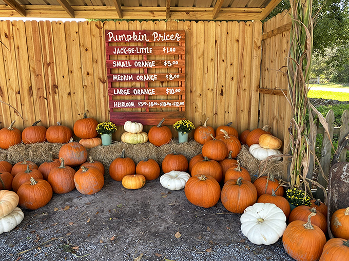 Pumpkin paradise for the indecisive! From ghostly whites to classic oranges, autumn's favorite gourd awaits your creative carving inspiration.