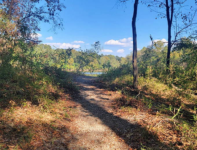The trail beckons with promises of discovery around each bend, where the dappled sunlight creates nature's own spotlight on your adventure.