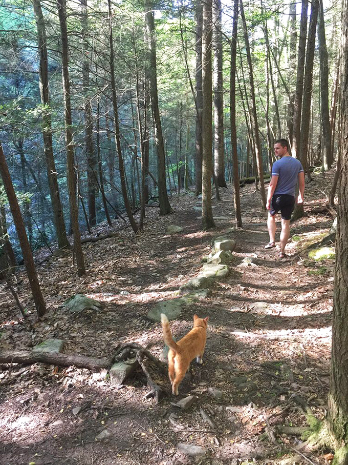 A hiker and furry companion explore the trail's gentle descent, where every turn promises a new chapter in the wilderness story.
