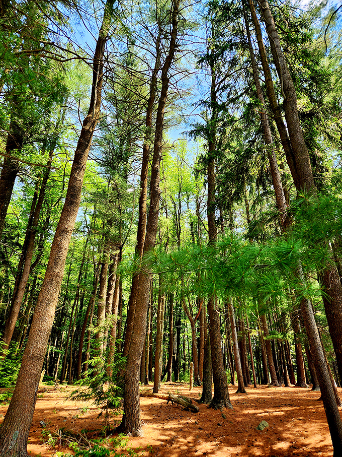 Cathedral of pines reaching skyward – standing here makes you feel simultaneously tiny and part of something magnificently ancient.