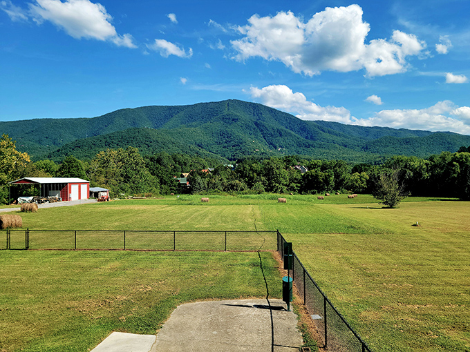 The Smokies provide a backdrop that no interior designer could match. Nature's dining room extends the Sloppy Hog experience beyond its walls.