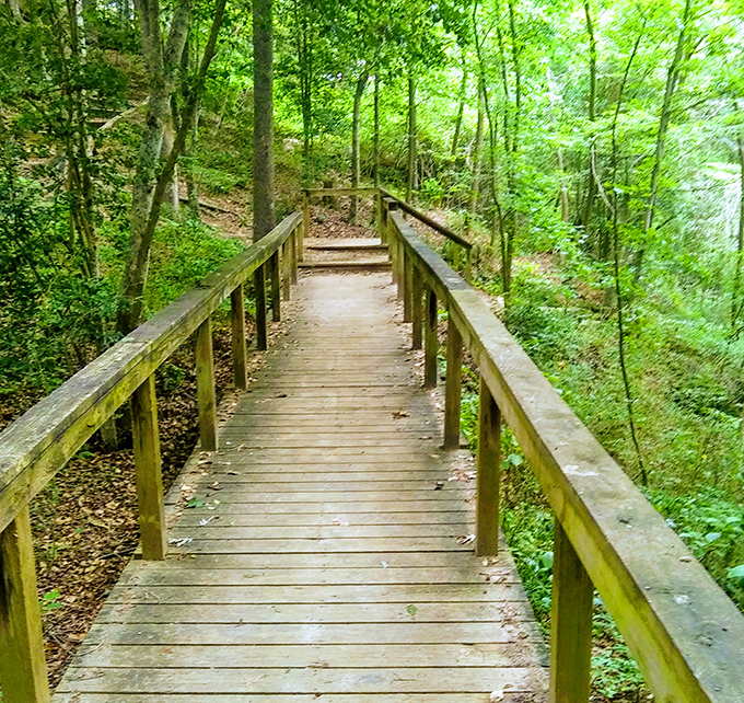 The wooden boardwalk trail invites visitors to venture deeper into the forest without disturbing the delicate ecosystem below.
