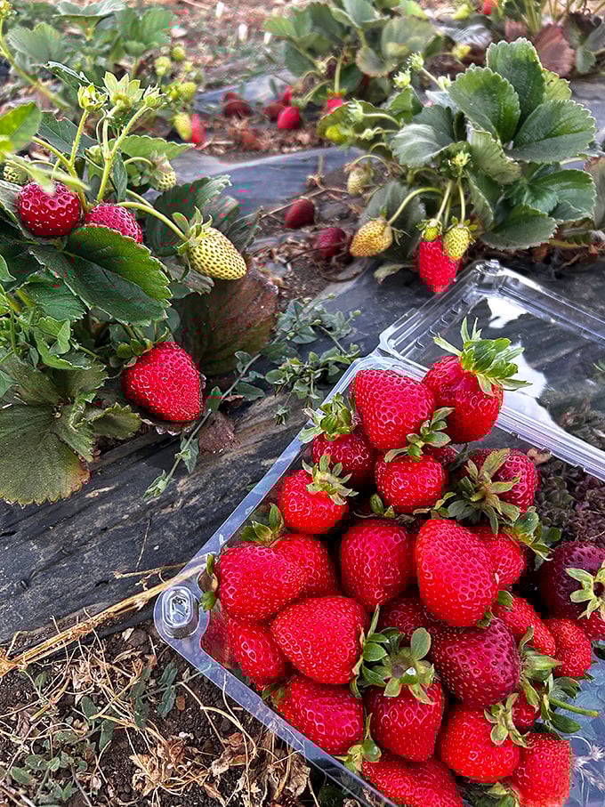 Nature's perfect package. These ruby-red berries bursting with juice are what strawberry dreams are made of.