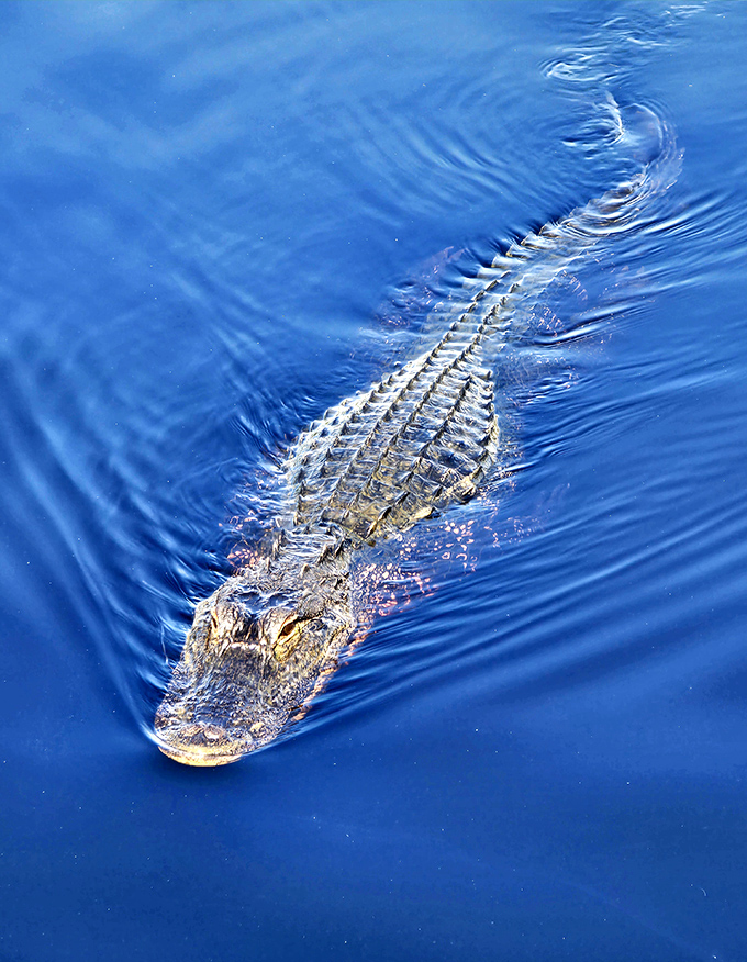 Florida's original sunbather! This alligator demonstrates perfect relaxation technique while creating ripples in the crystal-blue water.