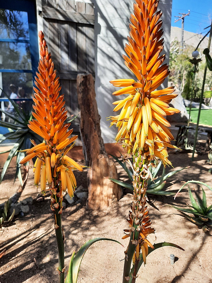 Aloe plants blazing orange like torches in the garden, nature's way of showing off while also being remarkably useful for sunburns.