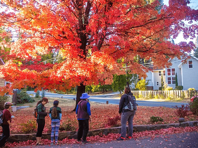 Fall's fiery display stops visitors in their tracks, proving Nevada City offers four distinct seasons of beauty in California's gold country.