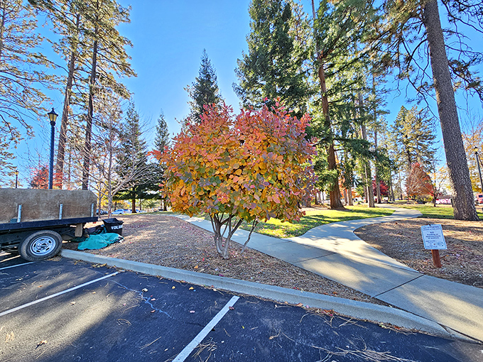 Fall colors paint Paradise in spectacular hues. This seasonal display rivals New England's famous foliage, but with California's signature perfect weather.