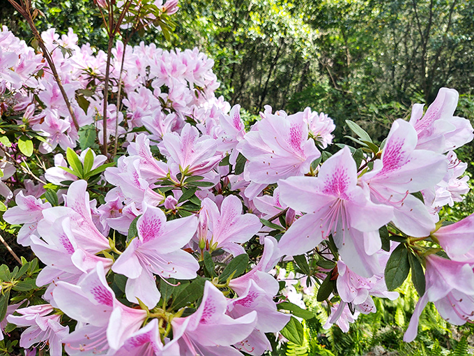 When azaleas bloom, they transform the park into a pink wonderland that would make even the most jaded visitor stop and stare in appreciation.