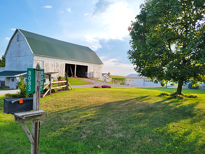 The weathered white barn with its green roof has probably witnessed decades of harvests, standing sentinel over generations of family farming.