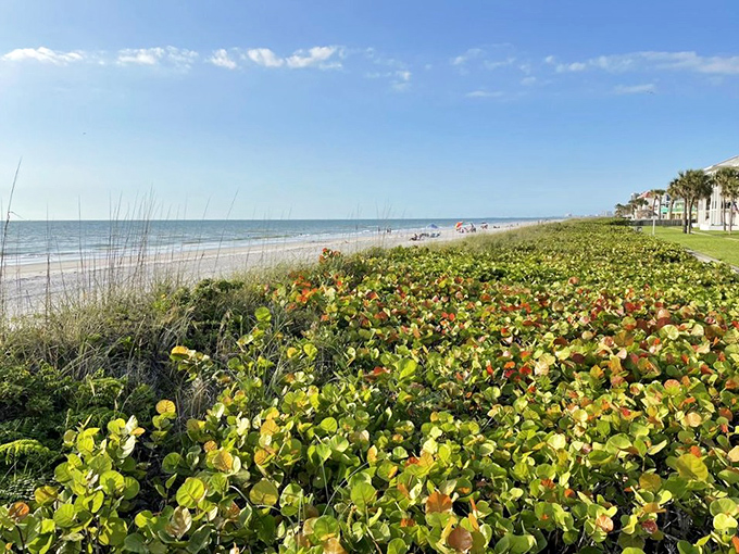 Sea grapes and native coastal plants create a natural buffer between civilization and Belleair's pristine shoreline.