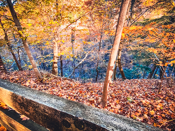 Autumn's paintbrush transforms the forest into a masterpiece of oranges and reds that would make even Vermont jealous.