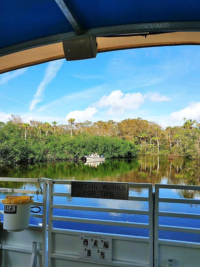 All aboard for a journey into Florida's wild heart! This boat tour delivers more authentic thrills than any theme park water ride.