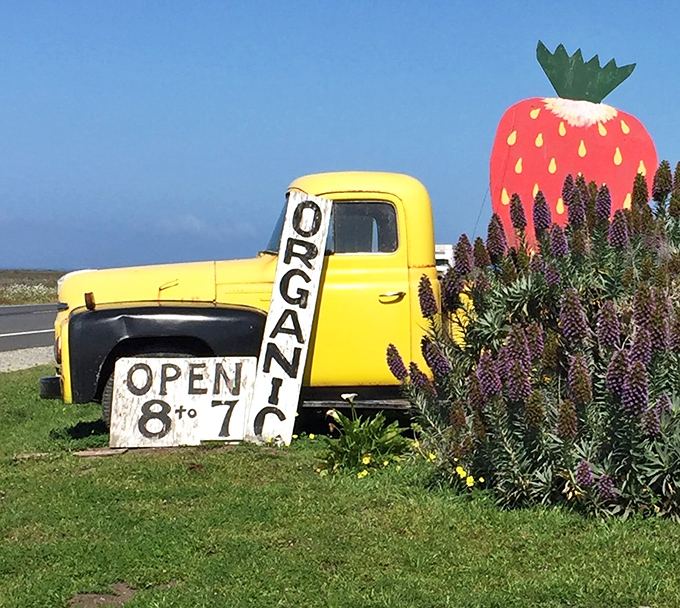 The vintage yellow truck and giant strawberry sign—California's version of the Bat-Signal for berry enthusiasts cruising Highway 1.