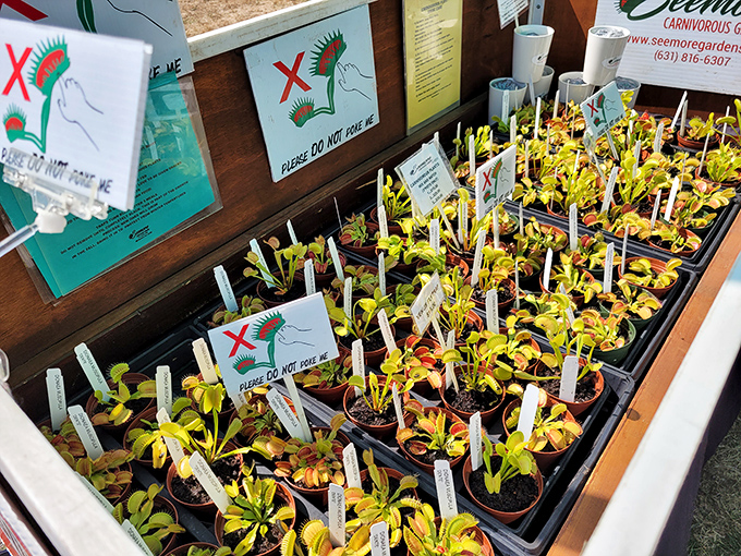 "Please don't poke me" warn these carnivorous plants. Nature's little shop of horrors offers a living science experiment for your windowsill.