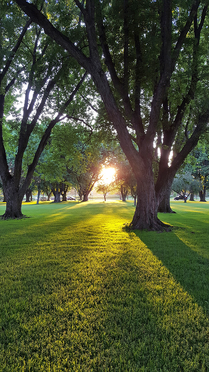 Centennial Park at sunset transforms ordinary trees into extraordinary silhouettes, their shadows stretching across lawns like nature's sundials.