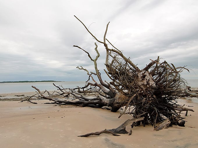 Erosion's artistic hand crafts sculptures no human could design. This fallen giant now serves as nature's beachfront conversation piece.