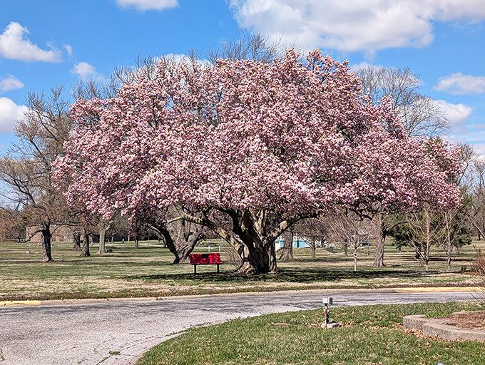 Spring explodes in pink magnificence as this flowering tree creates a natural canopy, offering a perfect spot for contemplation on a red bench placed just right. 