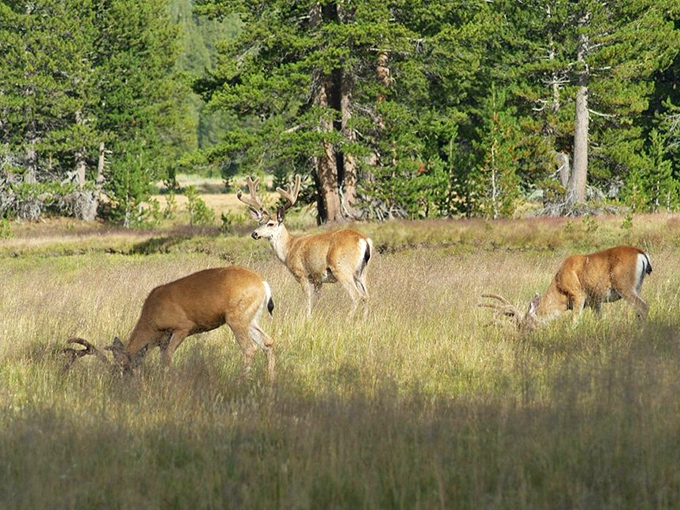 Dinner time in Tuolumne Meadows. These deer didn't make reservations, but they know exactly where to find the best salad bar in the Sierra.
