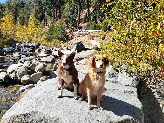Wilderness meeting committee: These four-legged explorers seem to be debating which trail offers the best squirrel-chasing opportunities.