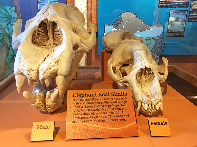 Size matters! The dramatic difference between male and female elephant seal skulls tells a story of evolutionary adaptation and survival.