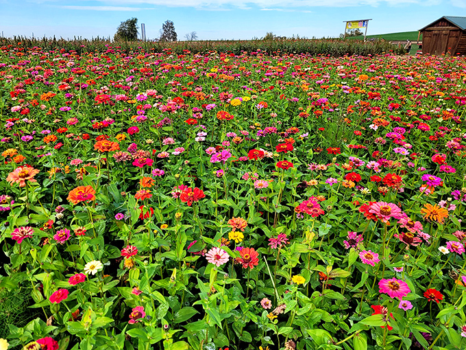 A kaleidoscope of zinnias stretches as far as the eye can see. Nature's color therapy session that makes even professional photographers weak at the knees.