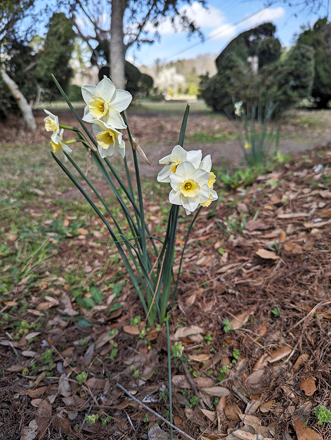 Delicate daffodils add a touch of ephemeral beauty to the permanent garden sculptures. These seasonal visitors remind us that gardens are always evolving.