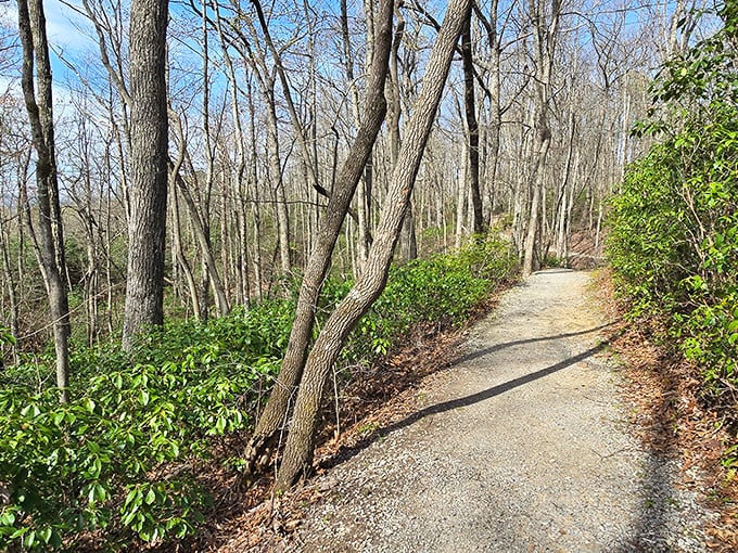 The path less photographed but equally magnificent. Pine Mountain's trails wind through forests where cell service fades but conversation flourishes.