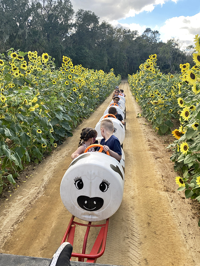Sunflower fields and a whimsical train ride create pure joy for visitors of all ages. Grandparenting perks at their finest!