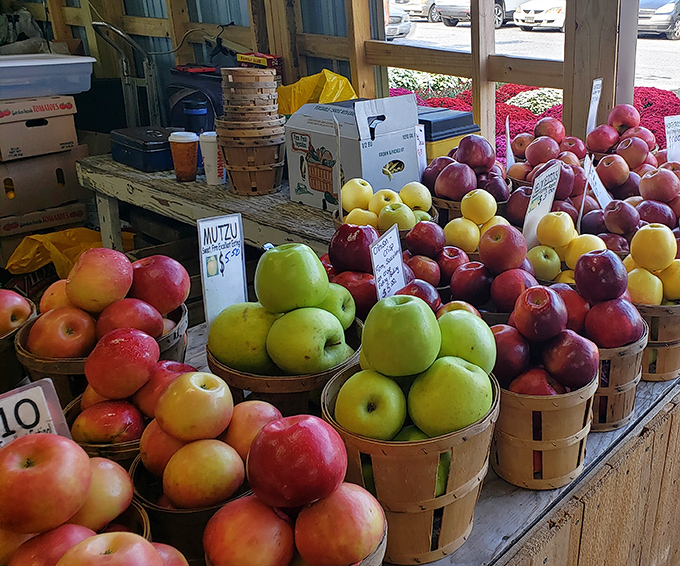 Apple paradise! These orchard-fresh beauties come in varieties you'll never find at chain stores, each with its own perfect balance of sweet and tart.