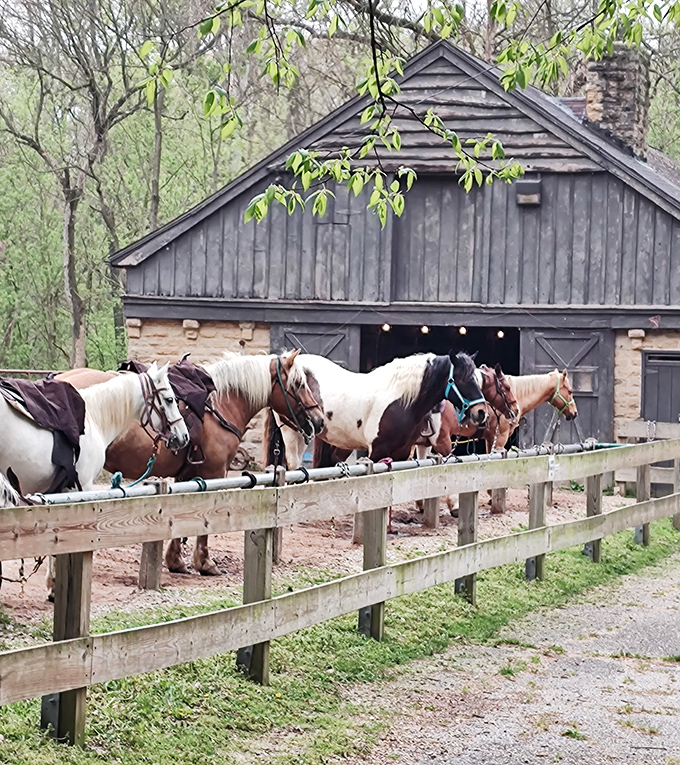 The saddle barn's residents await your visit, each horse silently judging your city-slicker walking shoes and lack of proper trail attire.