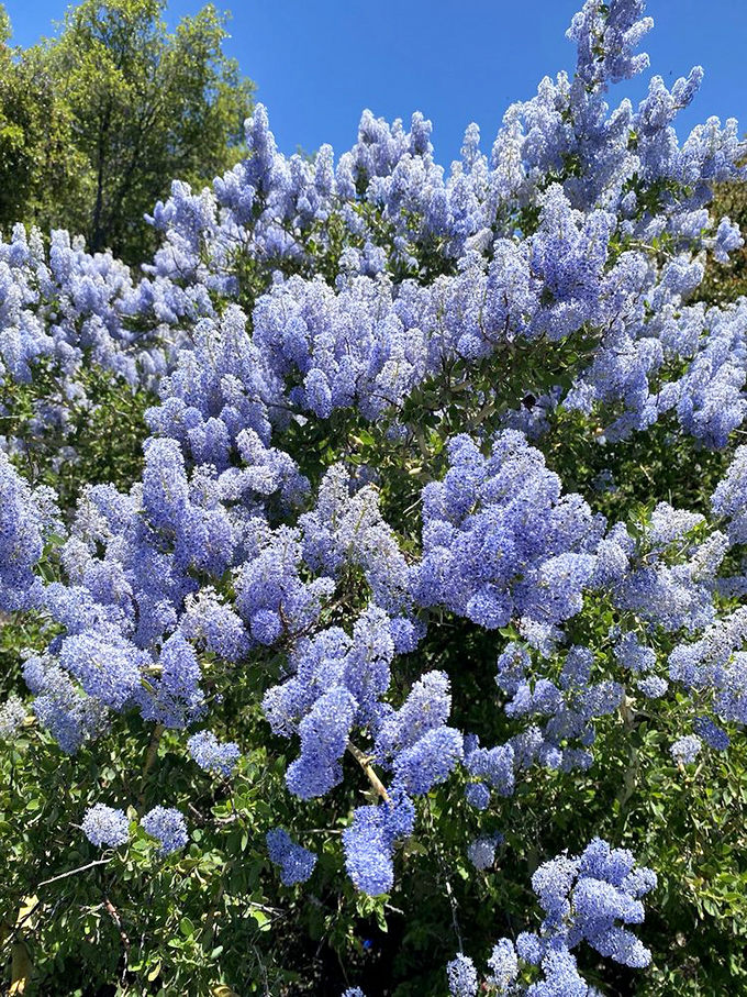 Spring brings an explosion of ceanothus blooms, painting the mountainside in periwinkle perfection. Nature's own confetti celebration.