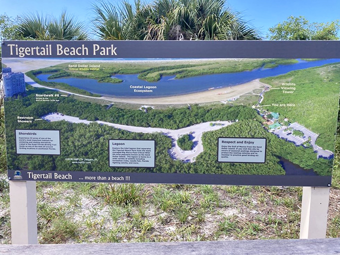 The treasure map to Tigertail. This informational sign reveals the secret geography of one of Florida's most unique coastal ecosystems.