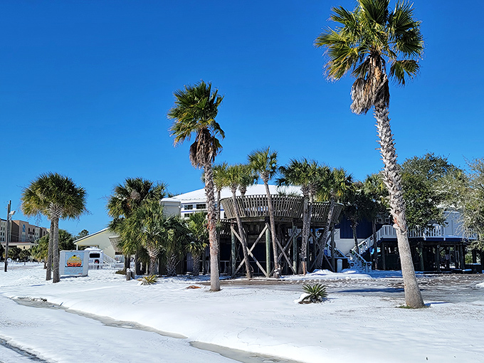 Palm trees standing tall after winter's brief appearance. Even Dauphin Island's rare snow days can't hide its tropical soul for long.