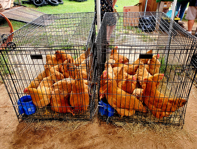 These golden-feathered chickens aren't just livestock—they're potential egg factories and backyard companions waiting for their forever homes.