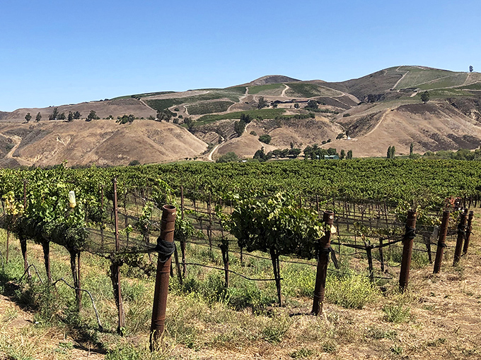 Vineyards stretch toward rolling hills, producing wines that rival Napa's&mdash;minus the attitude and tour buses. Lompoc's wine country remains refreshingly authentic.