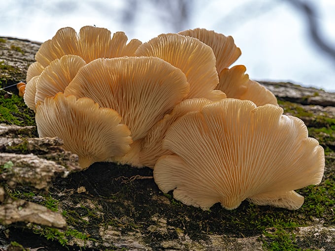 Nature's artistry on display &ndash; these delicate oyster mushrooms remind us that some of the park's most fascinating features come in surprisingly small packages.