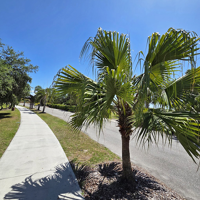 Palm trees stand like natural columns along this inviting pathway, creating nature's perfect Florida welcome committee.
