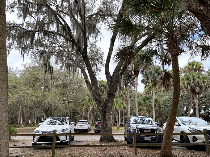 Parking under ancient oaks where your car might get blessed with what bird-watchers politely call "evidence of activity overhead."