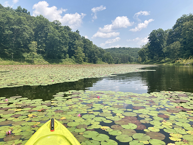 Kayaking through lily pads—like navigating a Monet painting that somehow smells better and doesn't hang in a stuffy museum.