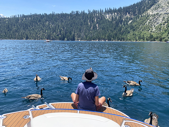 Feeding the local waterfowl from your boat creates those spontaneous moments that make lake days genuinely memorable experiences.