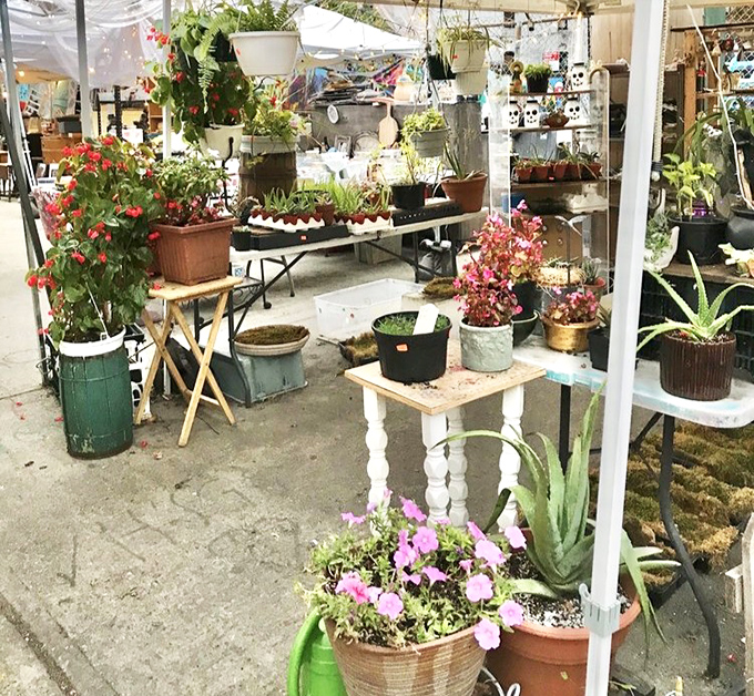 A verdant oasis of potted possibilities, where apartment-dwelling plant parents find their next green companions.
